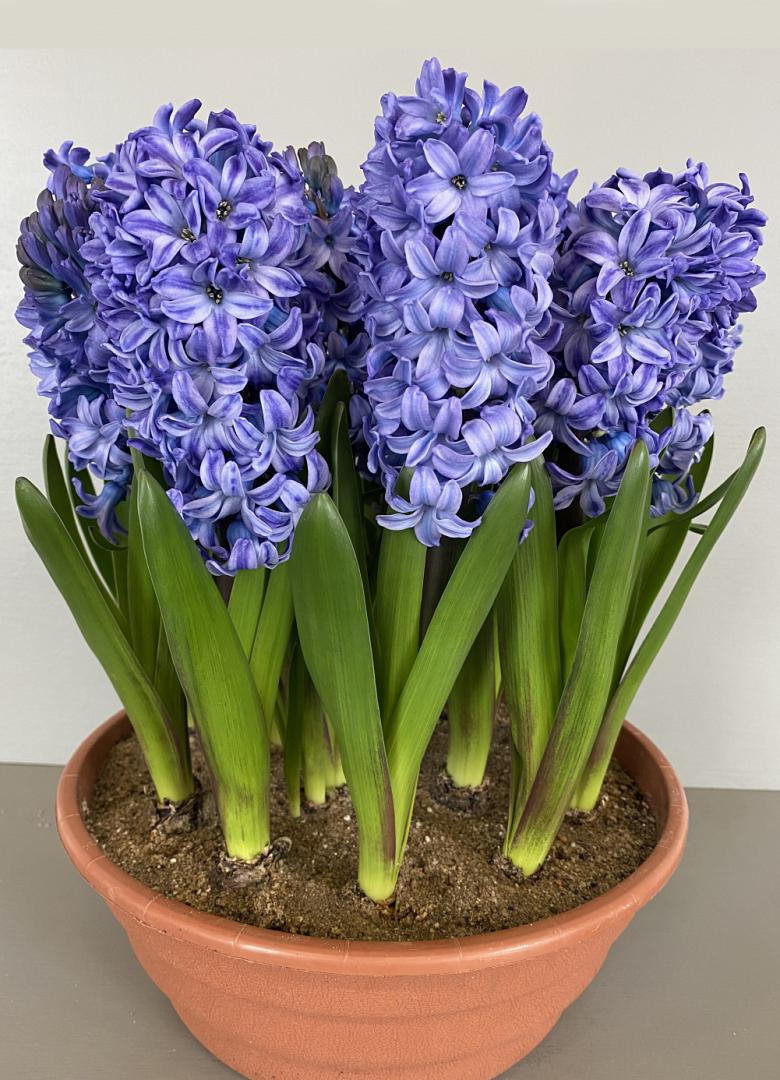 Flowerbulbs for pot plant production | Westerbeek Bulb