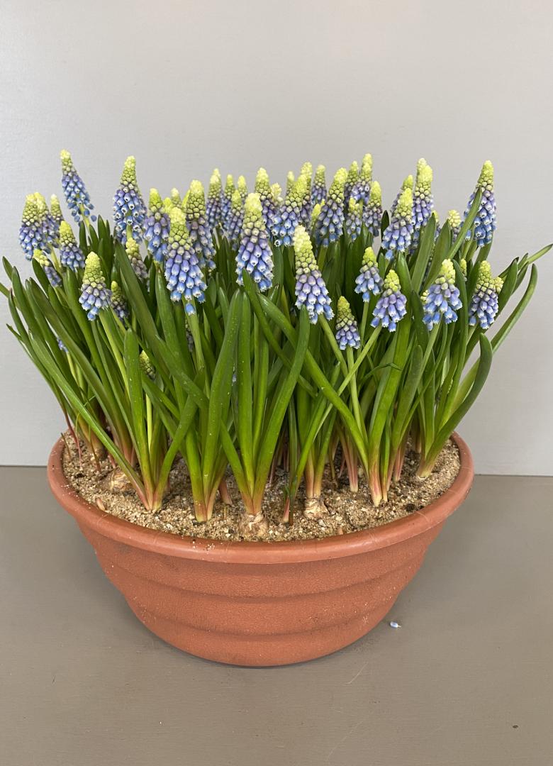 Flowerbulbs for pot plant production | Westerbeek Bulb